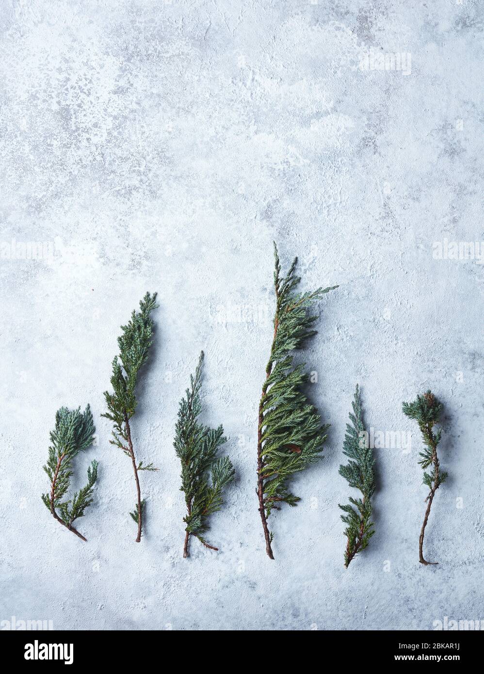 Conifer Tree Branches High Resolution Stock Photography and Images - Alamy