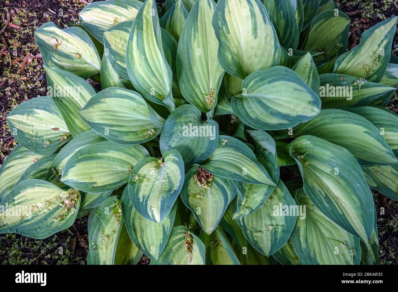 Moonstruck hi-res stock photography and images - Alamy