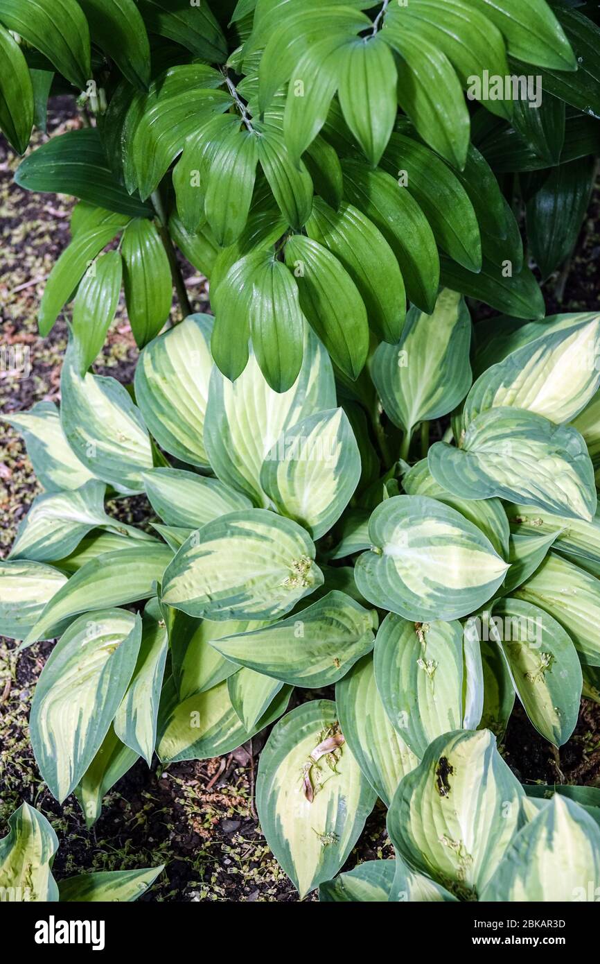 Hosta "Moonstruck" under leaves Solomon's Seal Polygonatum Stock Photo ...