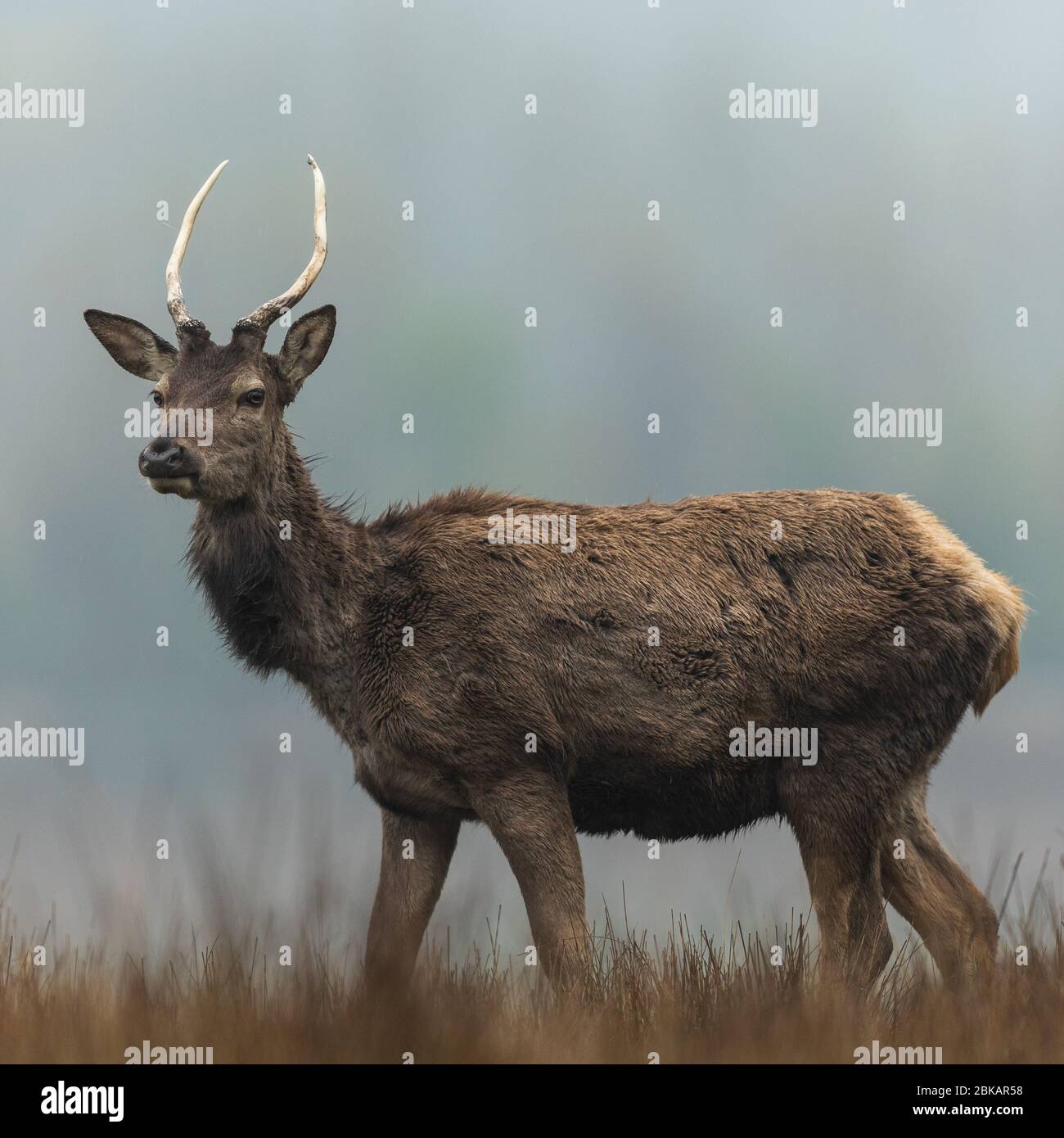 Rut logo hi-res stock photography and images - Alamy