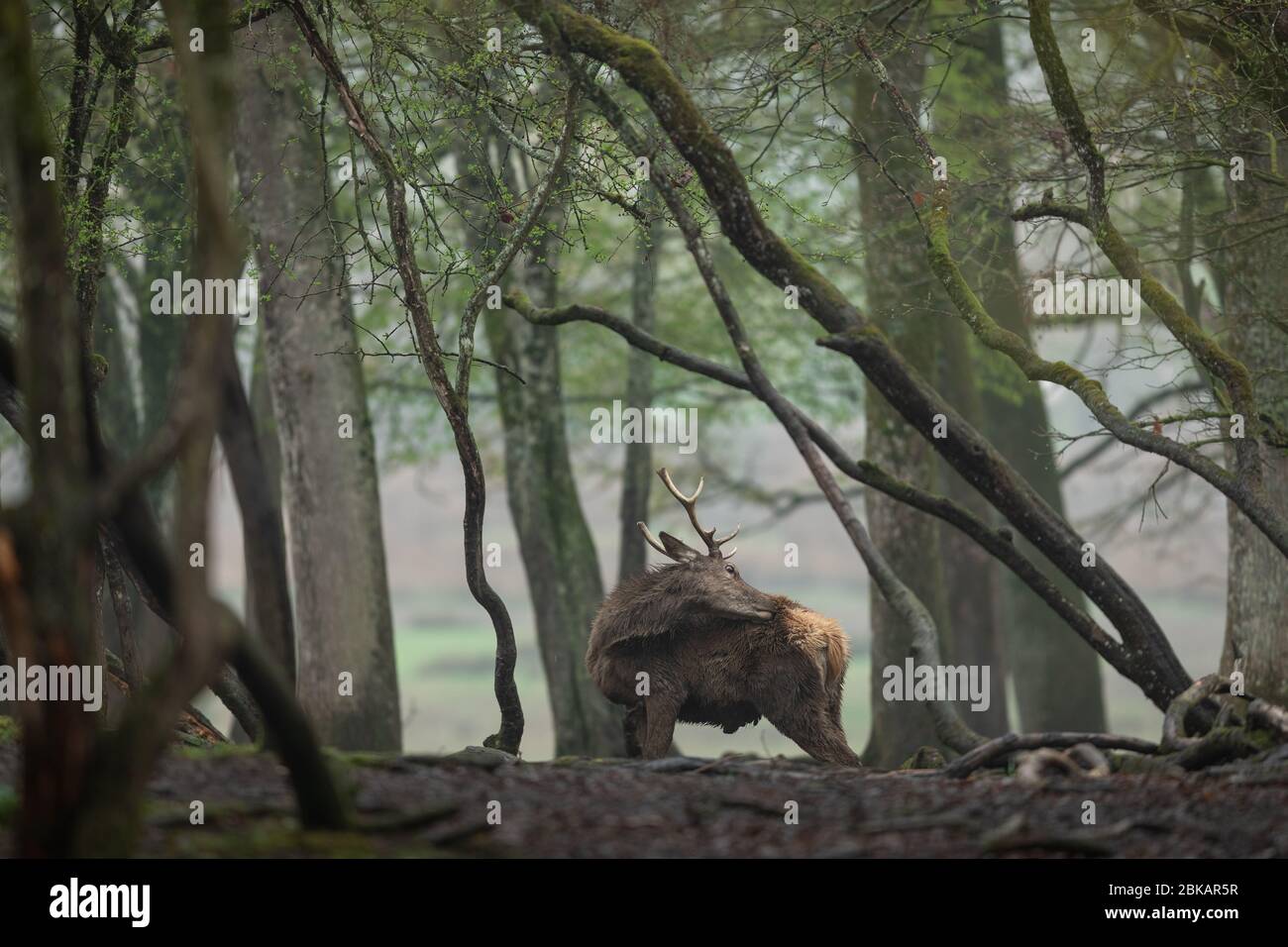 Rut logo hi-res stock photography and images - Alamy