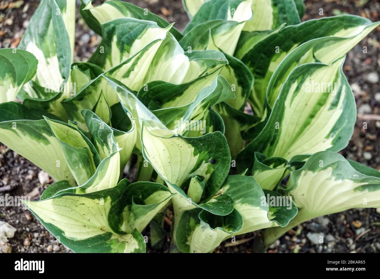Hosta "Whirlwind" varirgated leaves Stock Photo - Alamy