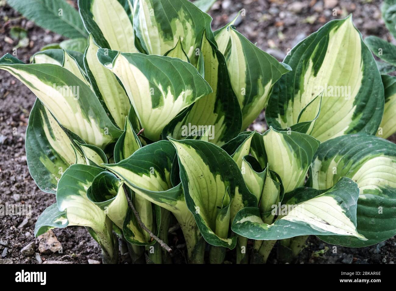 The whirlwind hi-res stock photography and images - Alamy