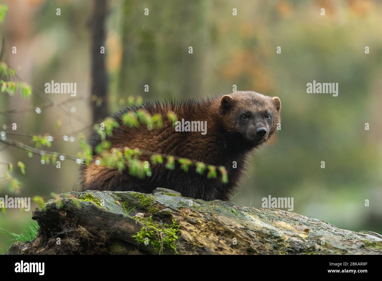 Wolverine Glutton Carcajou Gulo Gulo High Resolution Stock Photography ...
