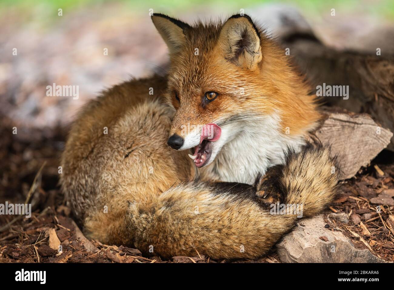 Red fox in the forest Stock Photo - Alamy