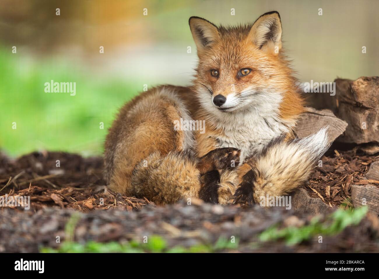 Red fox cub in snow hi-res stock photography and images - Alamy