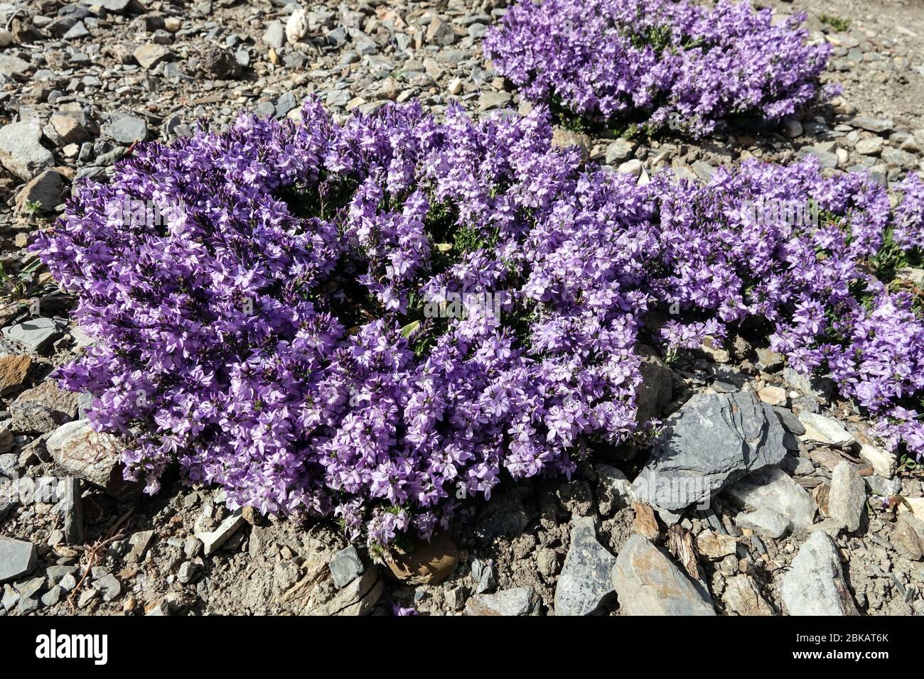 Tiny Blue Veronica prostrata 'Nana' Stock Photo - Alamy