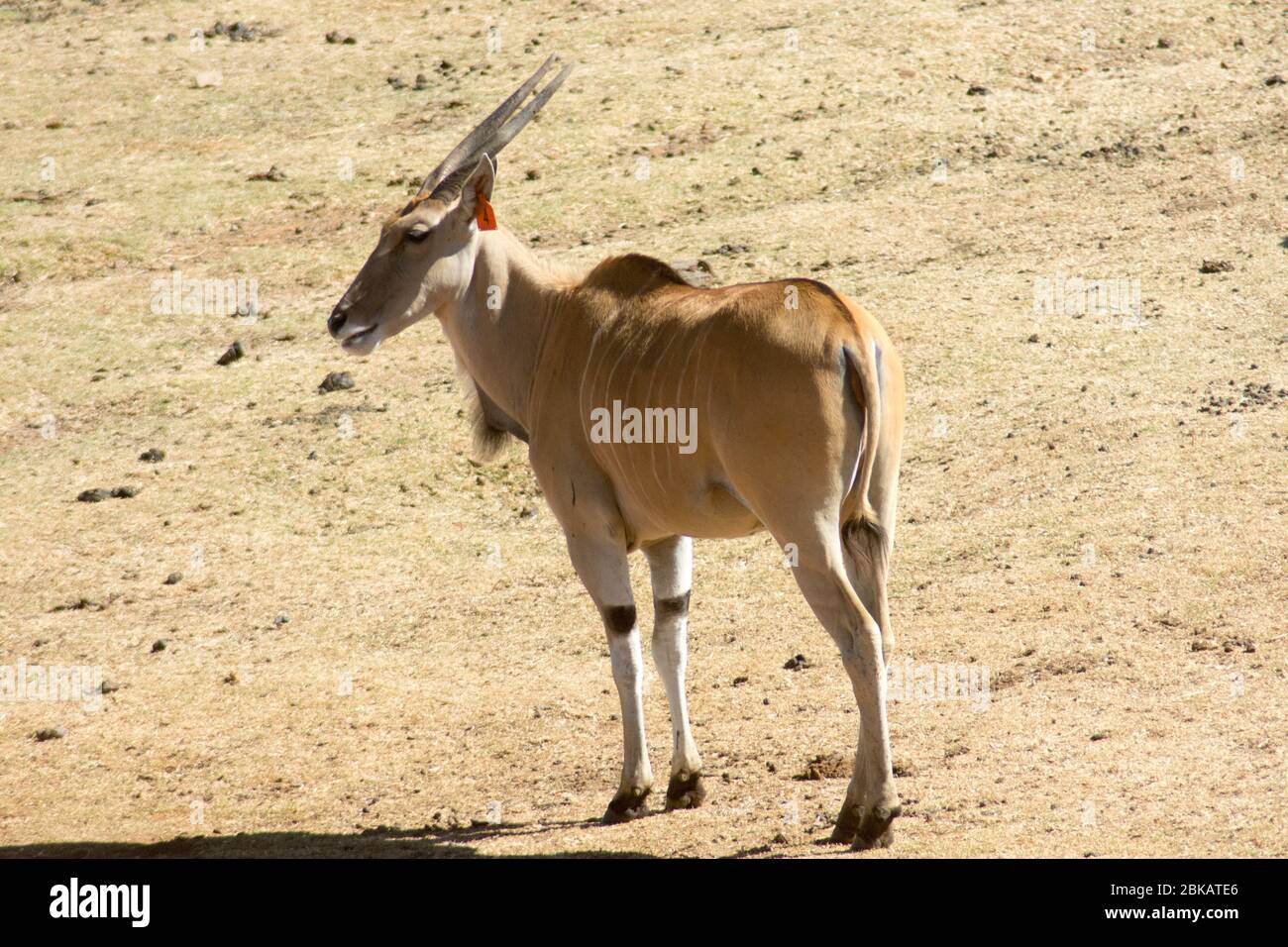 Eland game reserve hi-res stock photography and images - Alamy