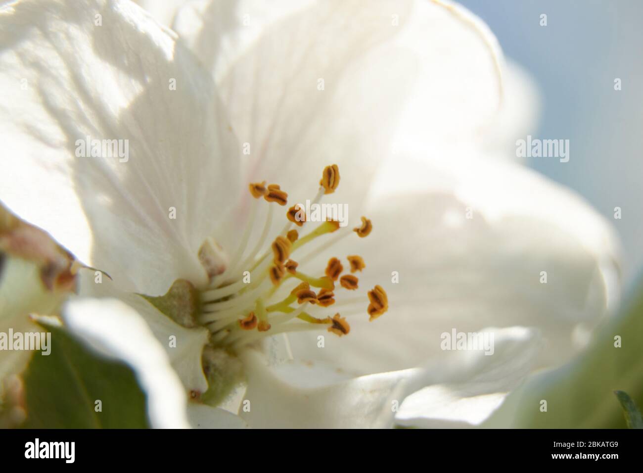 Apple bloom hi-res stock photography and images - Alamy