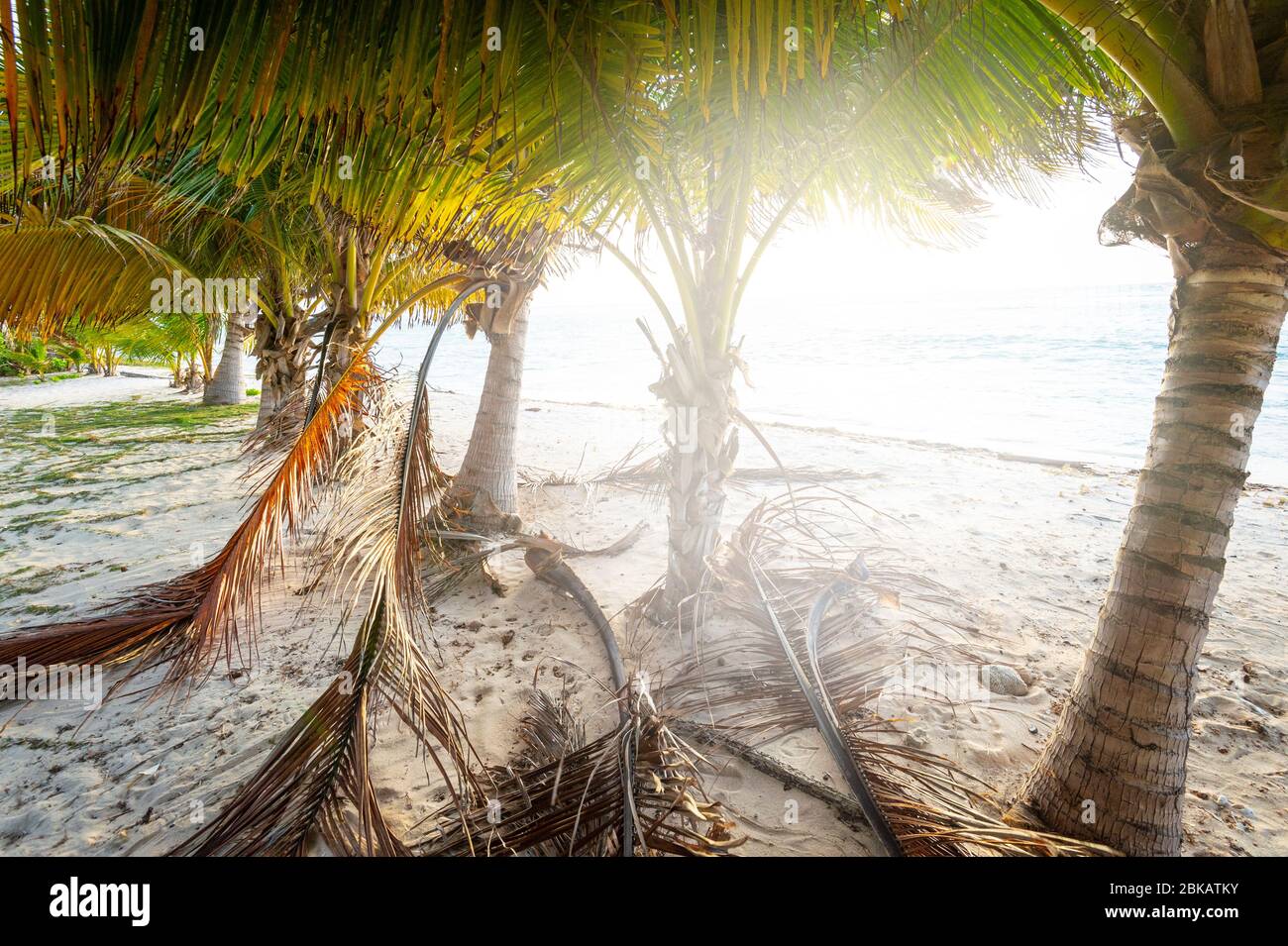 Bright sunshine at beach with palm trees Stock Photo - Alamy