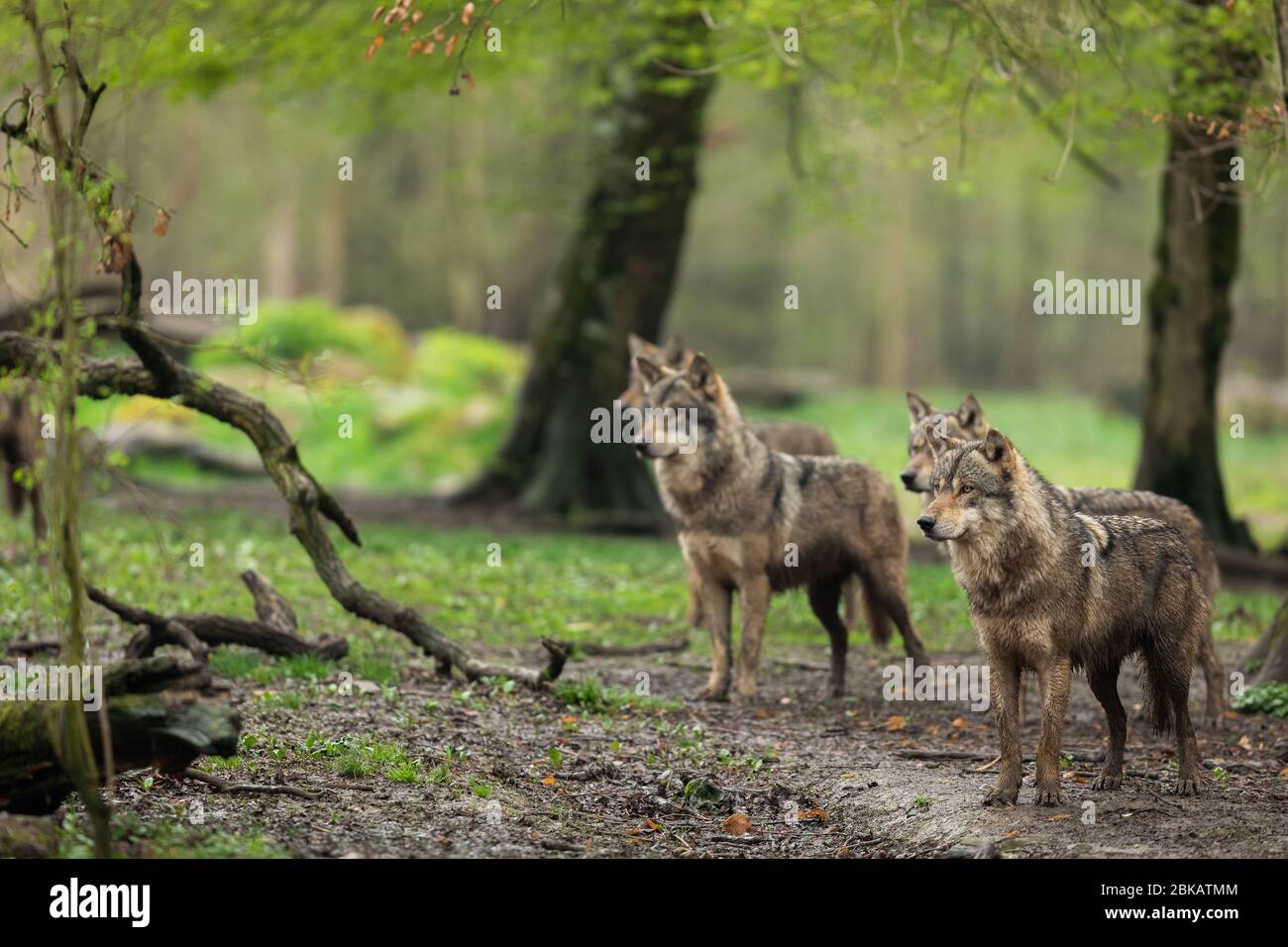 Grey wolf in the forest Stock Photo - Alamy