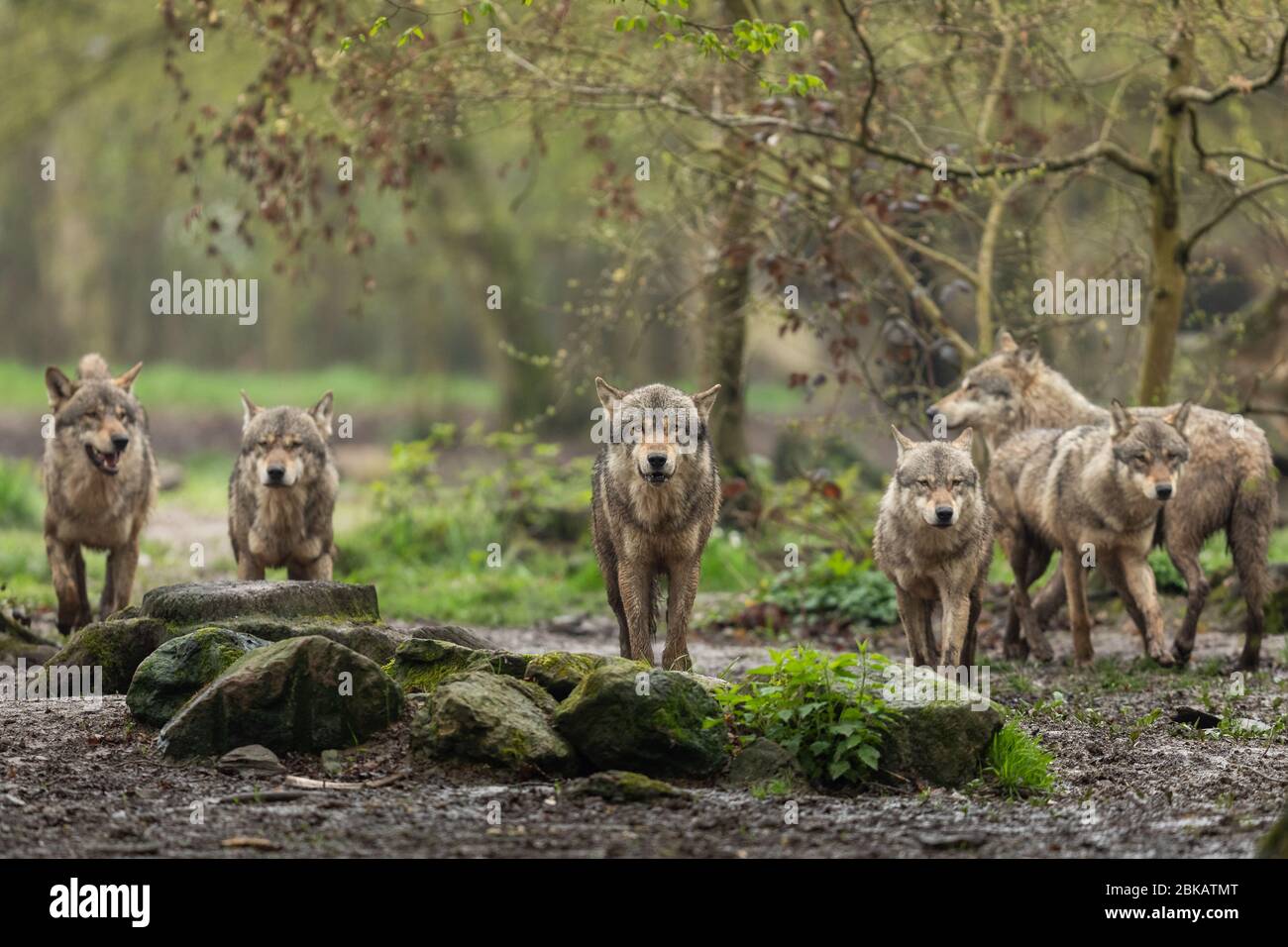 Grey wolf in the forest Stock Photo - Alamy