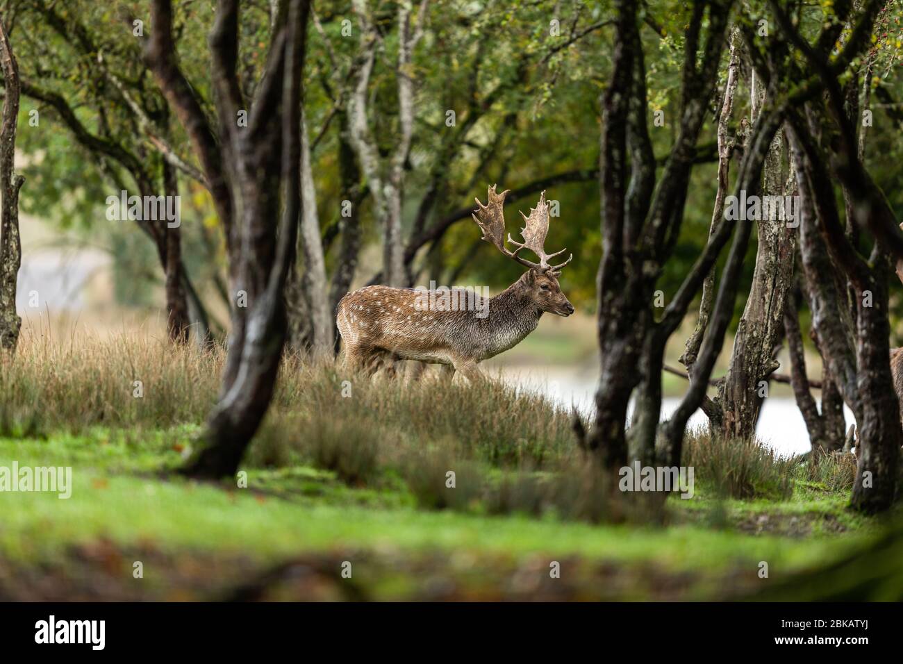 Fallow deer in the forest Stock Photo - Alamy