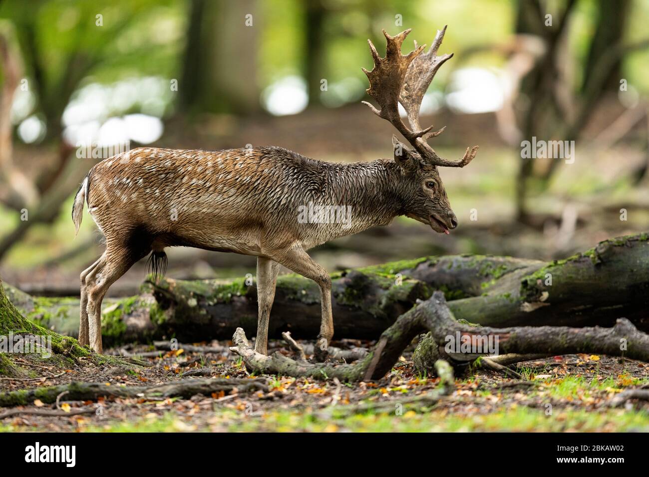 Fallow deer in the forest Stock Photo - Alamy