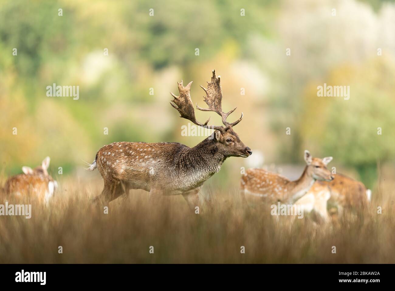 White fallow deer silhouette hi-res stock photography and images - Alamy