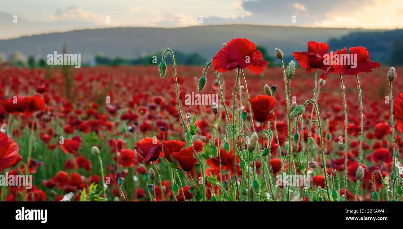 red poppy flower field in the mountains. beautiful nature scenery in ...