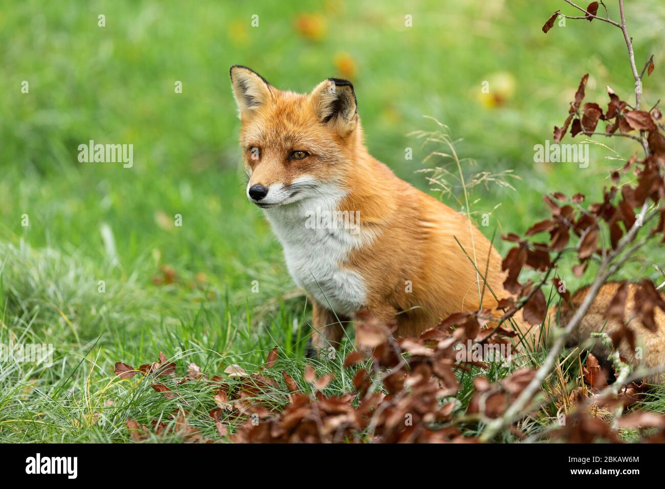 Red fox in the forest Stock Photo - Alamy