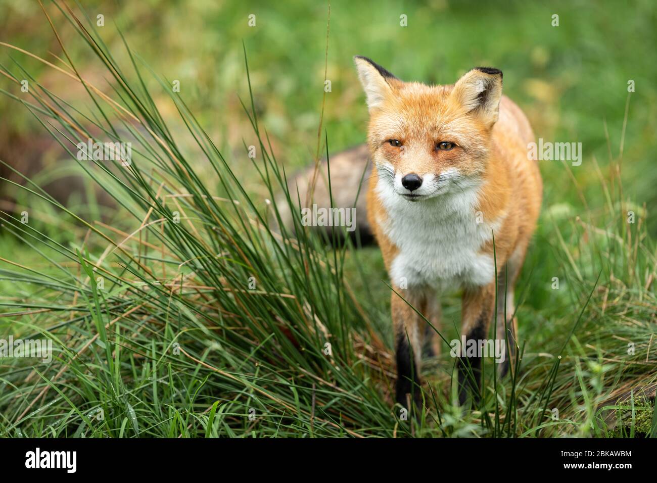 Red fox in the forest Stock Photo - Alamy