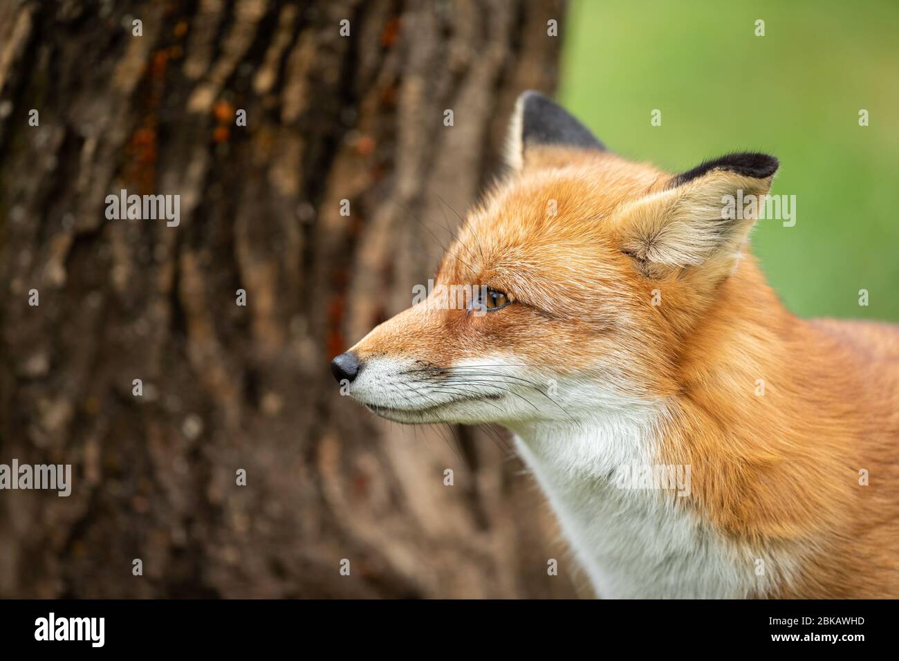 Red fox in the forest Stock Photo - Alamy