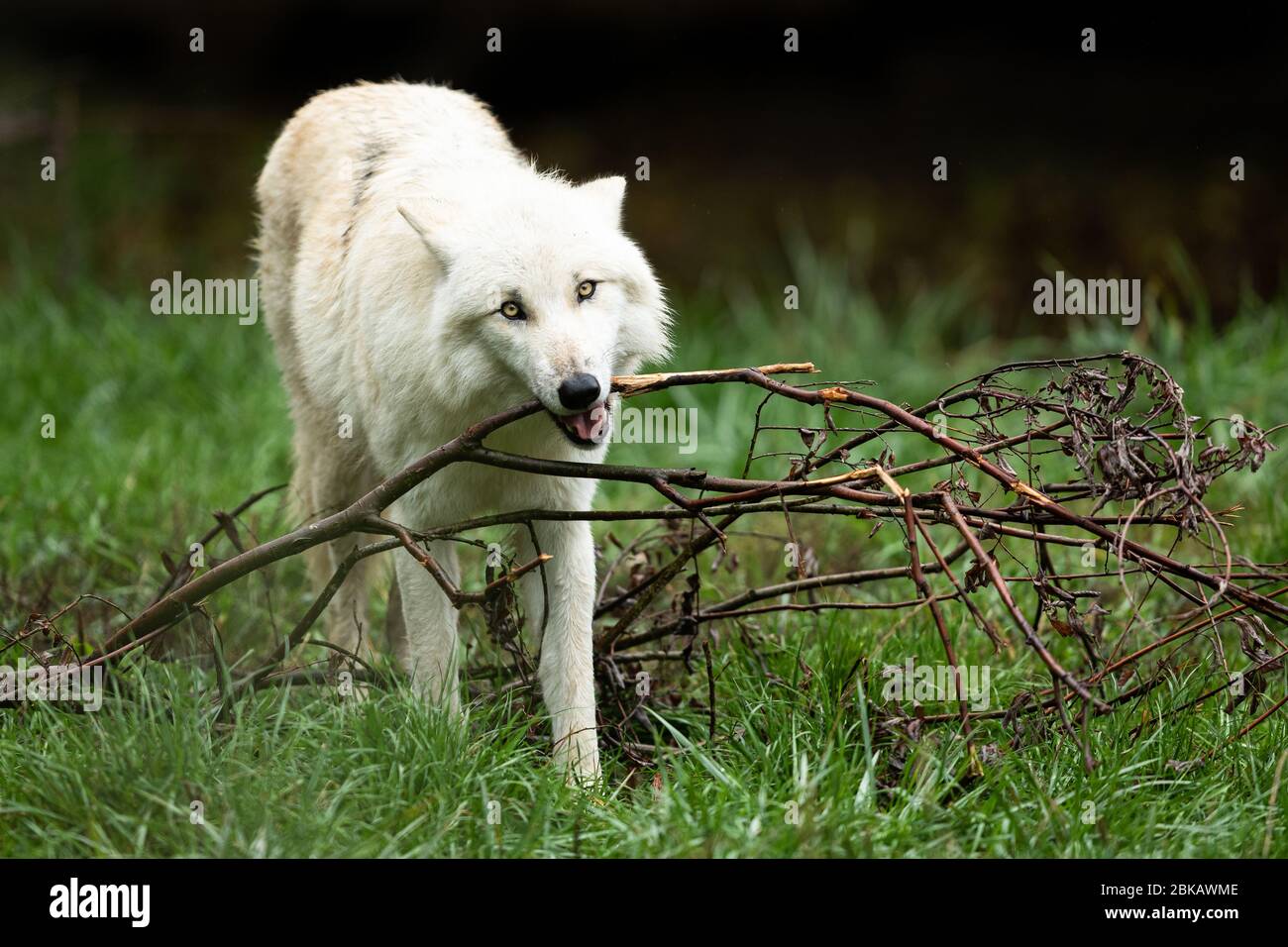 White wolf in the forest Stock Photo - Alamy