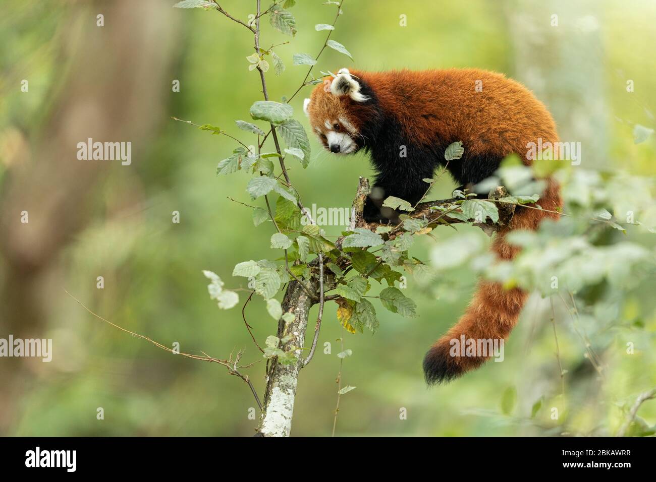 Red panda vector hi-res stock photography and images - Alamy