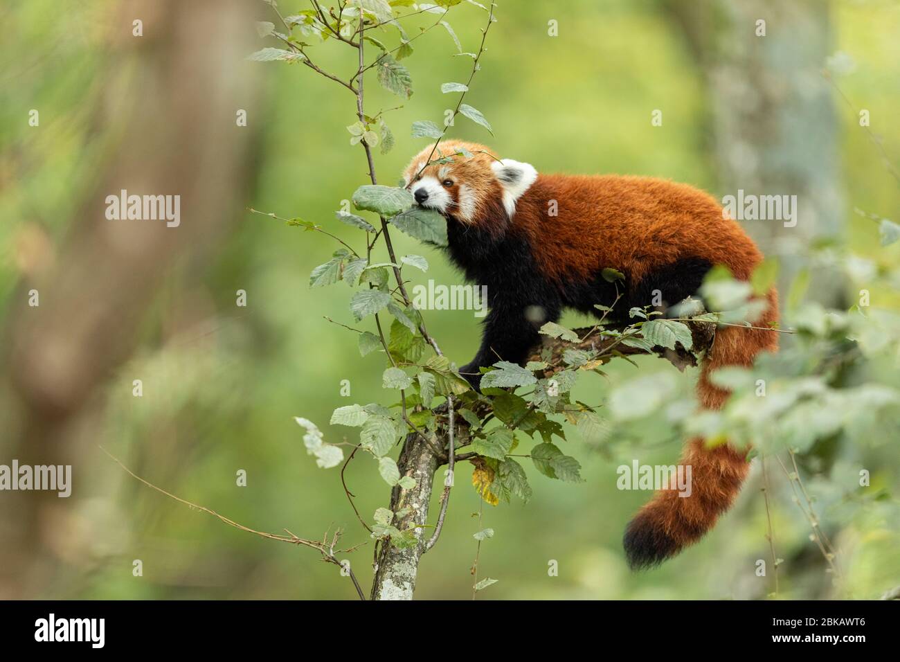 Red panda in the tree Stock Photo - Alamy