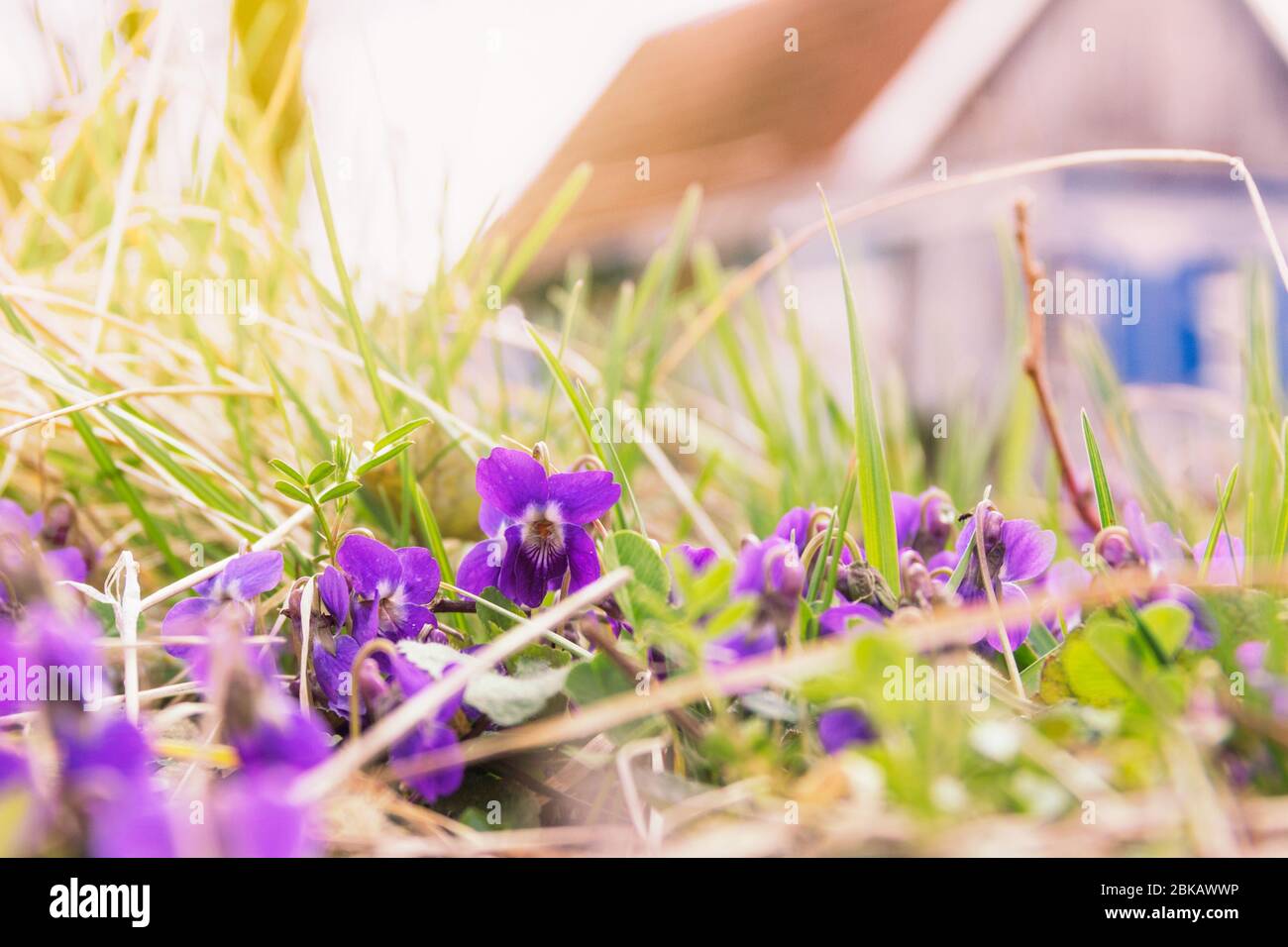 spring flowers violets in the grass and rustic house in the background ...