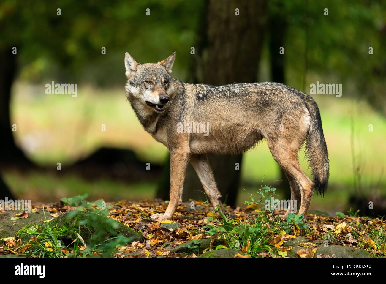 Wol background hi-res stock photography and images - Alamy