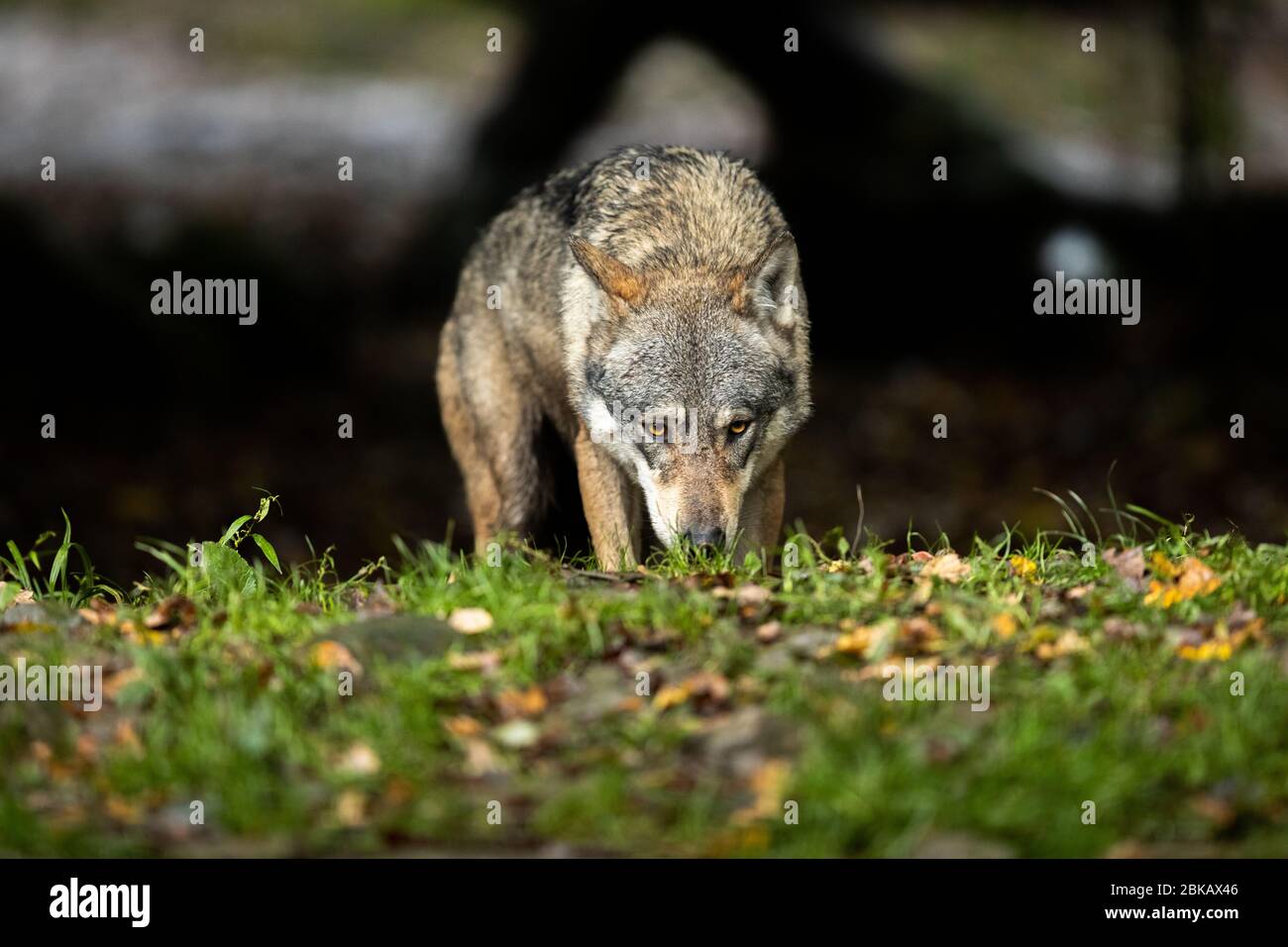 Wol background hi-res stock photography and images - Alamy