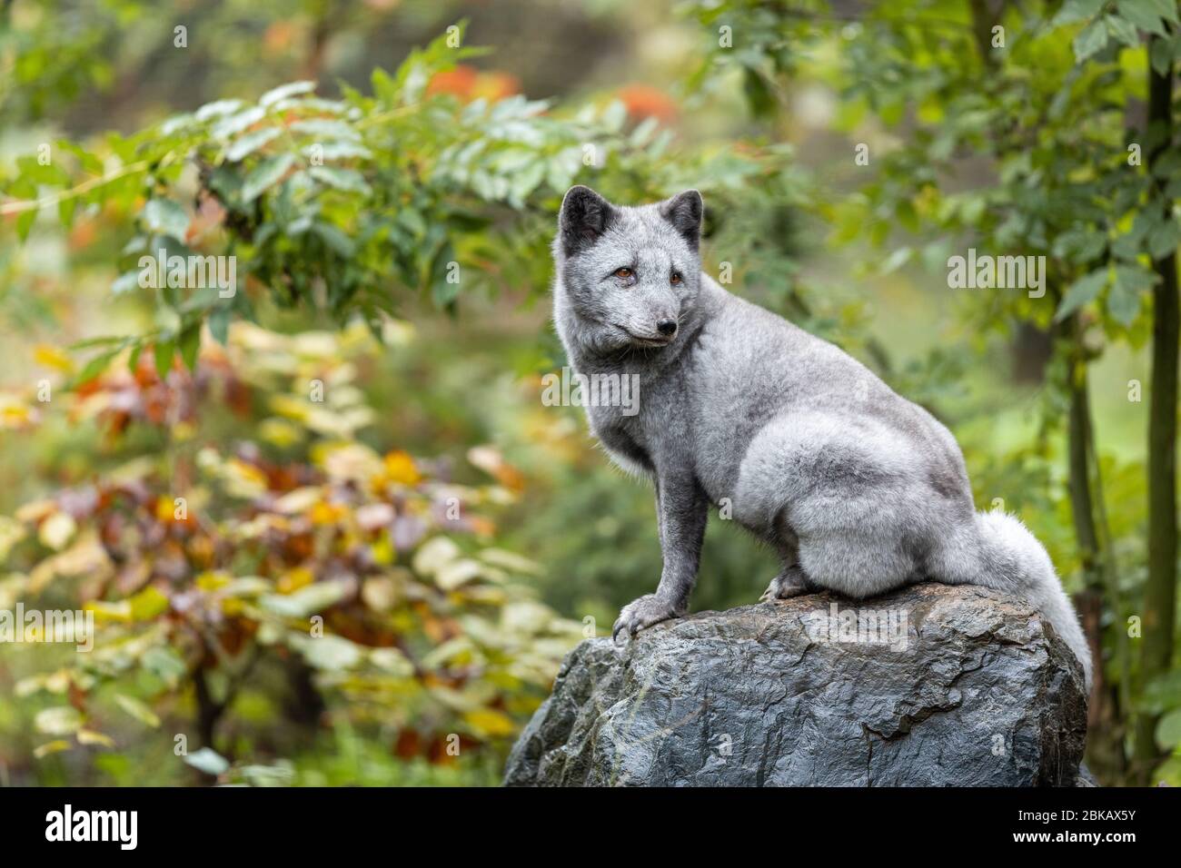 Polar fox on the rock Stock Photo - Alamy