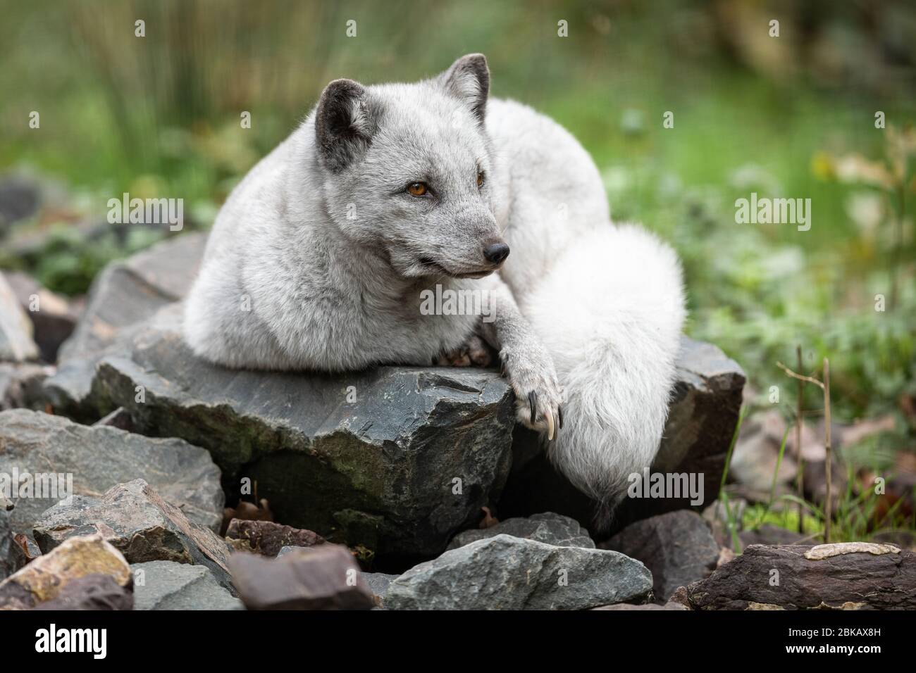 Polar fox on the rock Stock Photo - Alamy
