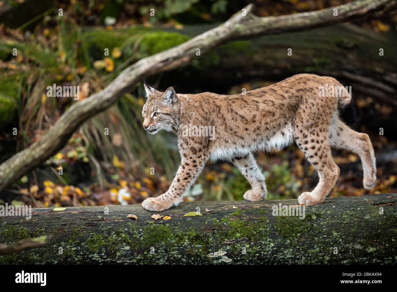 Lynx walking in the forest Stock Photo - Alamy