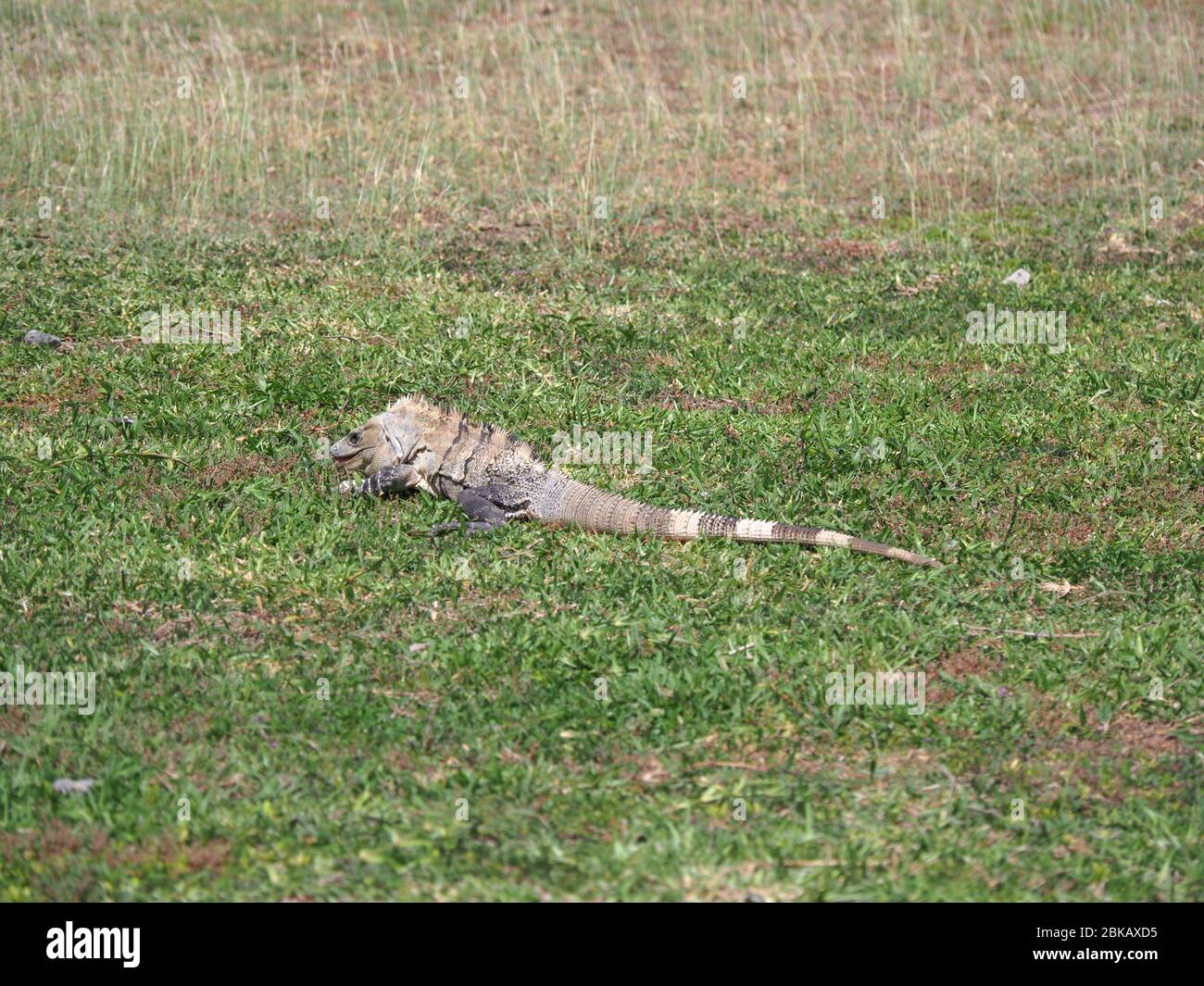 Ctenosaura similis lizard known as black spiny-tailed iguana on grassy ...