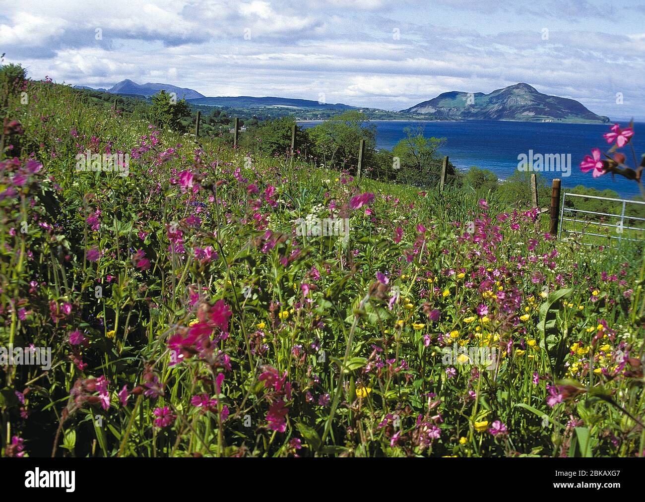 Flower arran hi-res stock photography and images - Alamy