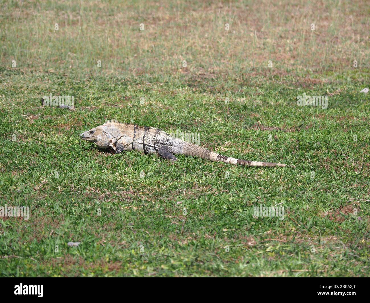 Ctenosaura similis lizard known as black spiny-tailed iguana in lawn at ...