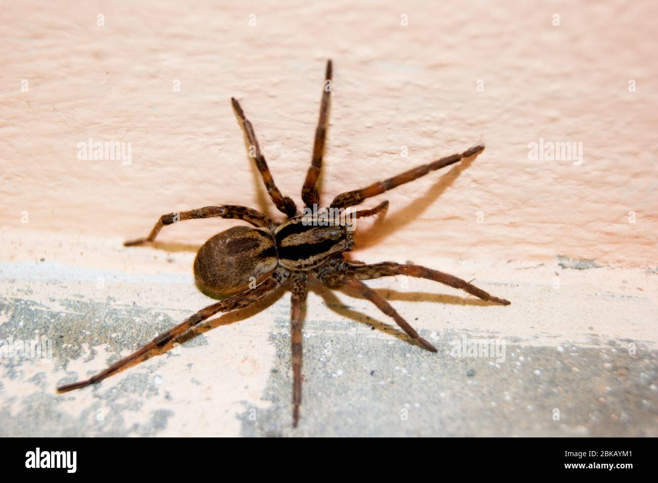 A family of araneomorphic spiders - a funnel spider crawls on a sunny ...