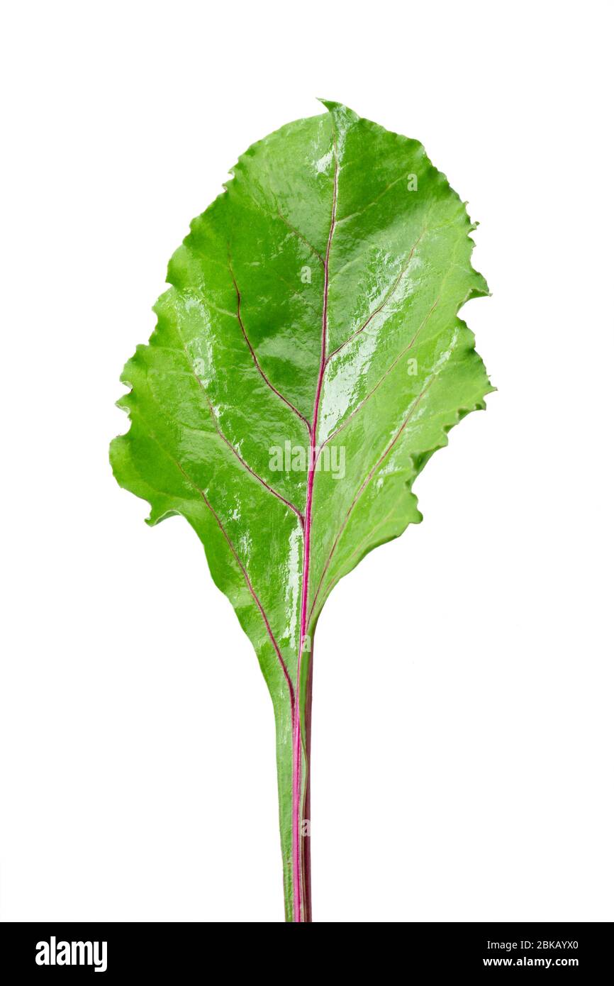 One fresh leaf beet root isolated on white background. File contains ...