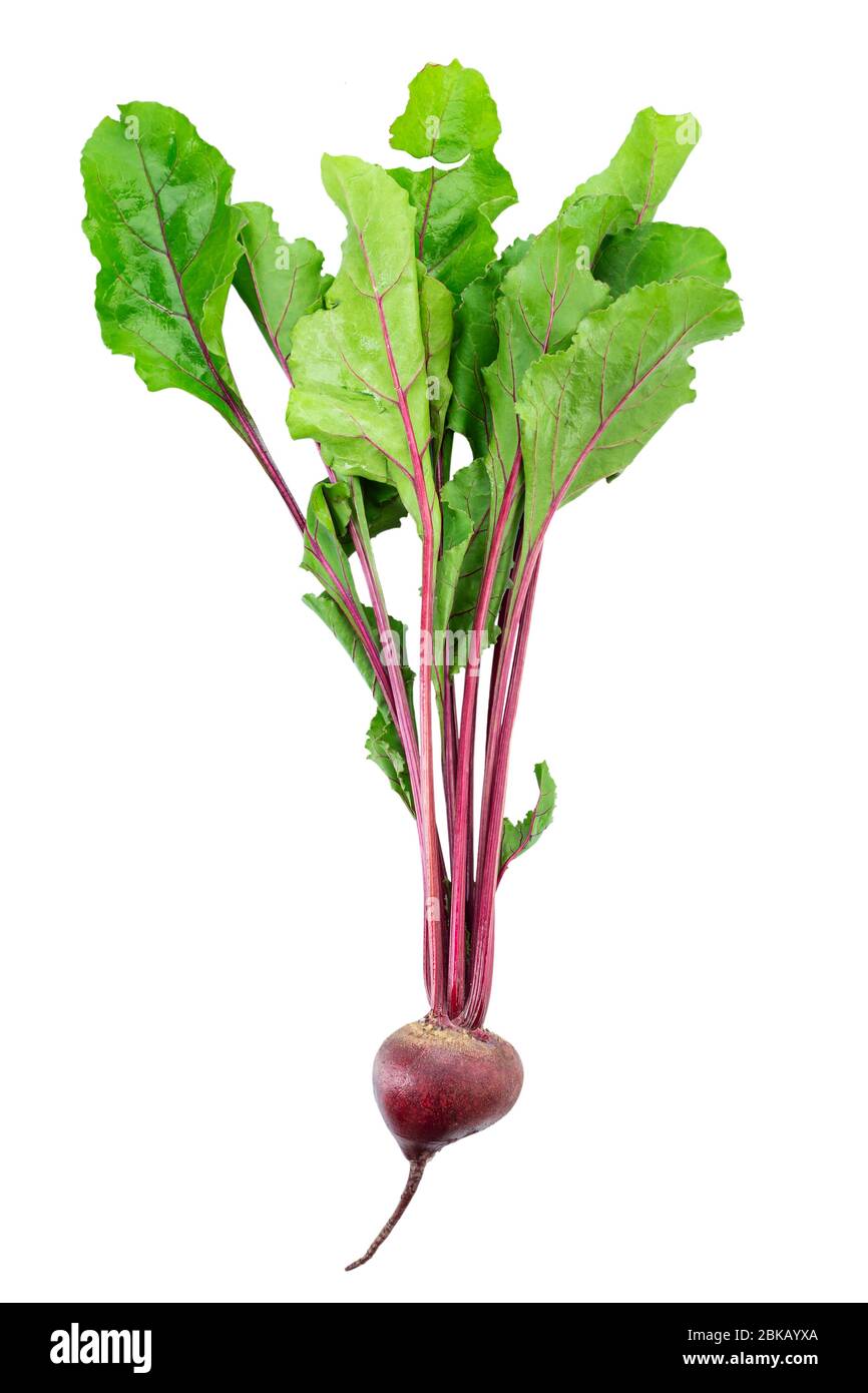 Red beet root with leaves isolated on white background. File contains ...