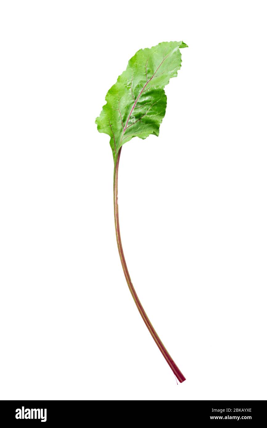 One fresh leaf beet root isolated on white background. File contains ...