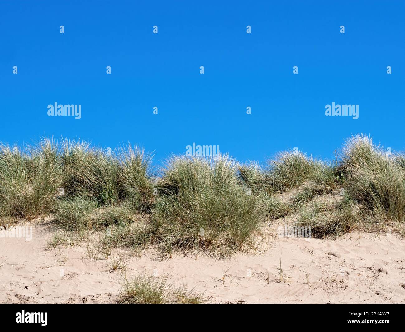 Sandy dunes with Marram Grass, aka Beachgrass against sky. Ammophila ...