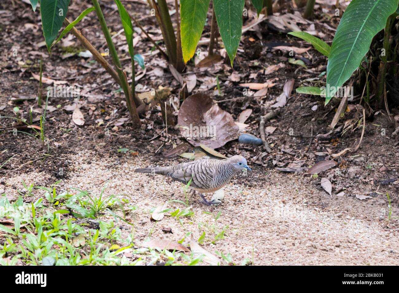 Zebra dove bird in the tropical nature in Perdana Botanical Garden ...