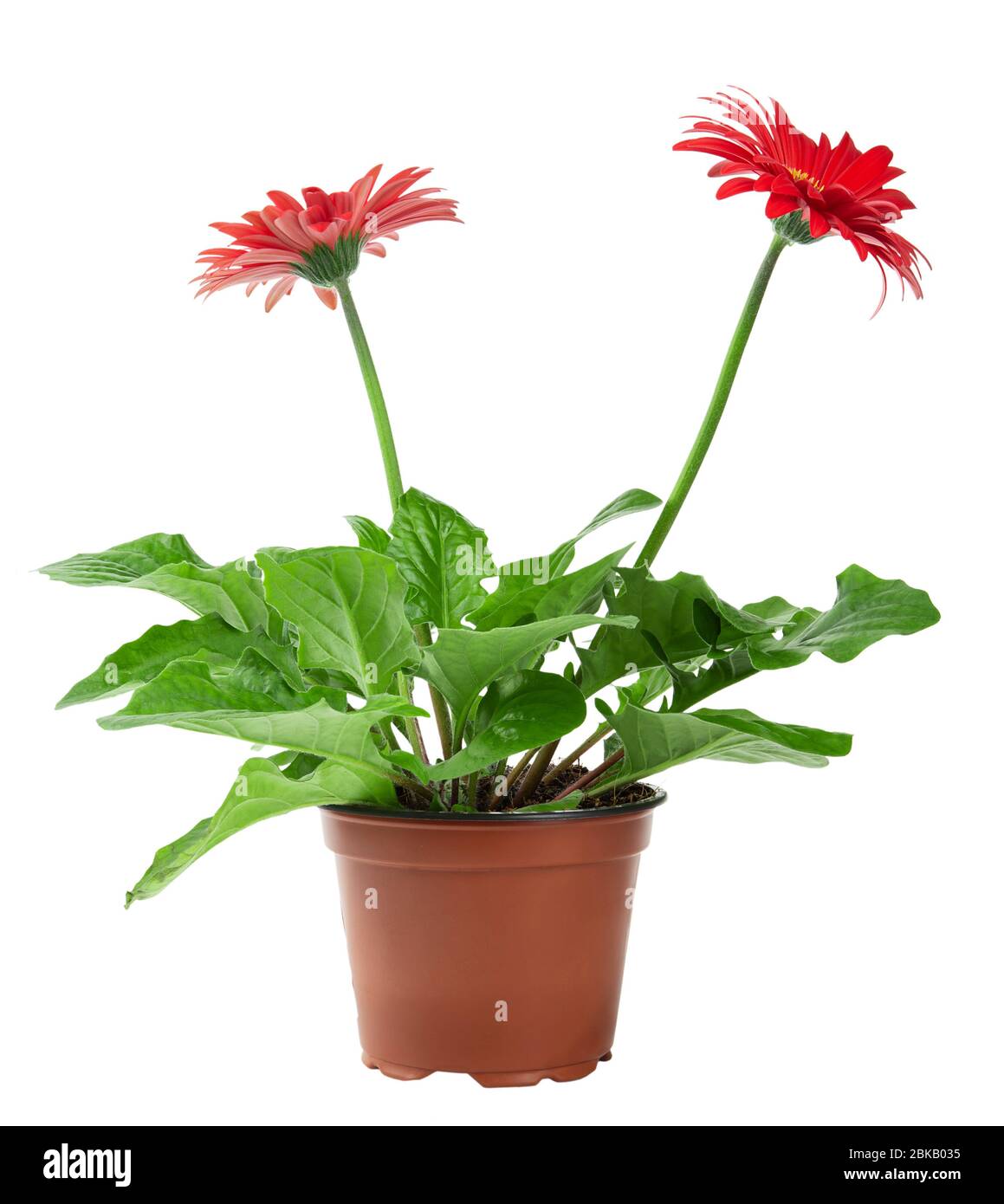 Gerber in a pot hi-res stock photography and images - Alamy