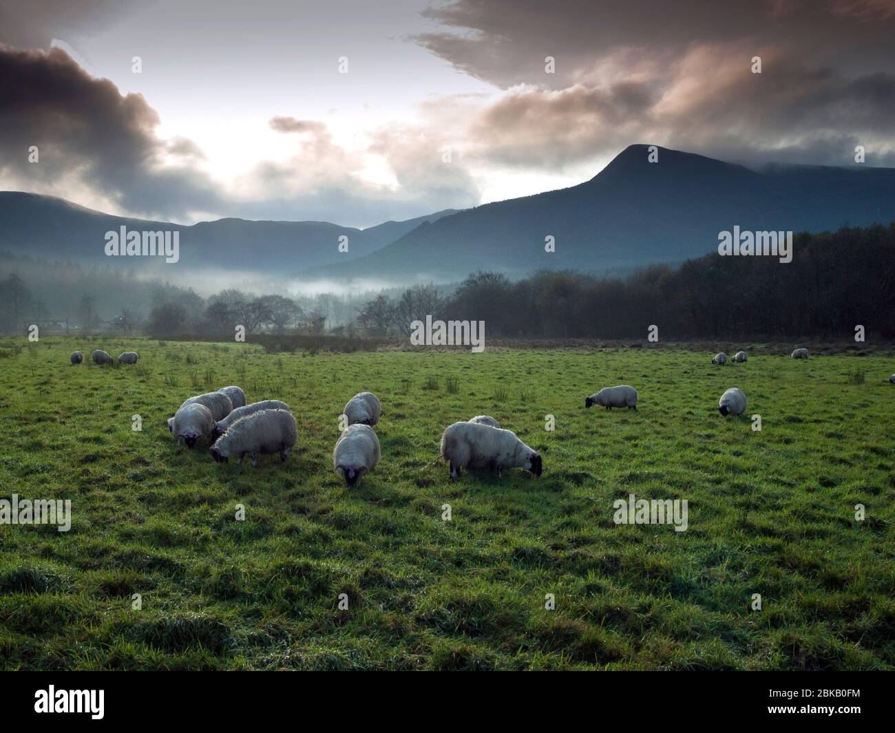 Upland sheep hill farming hi-res stock photography and images - Alamy