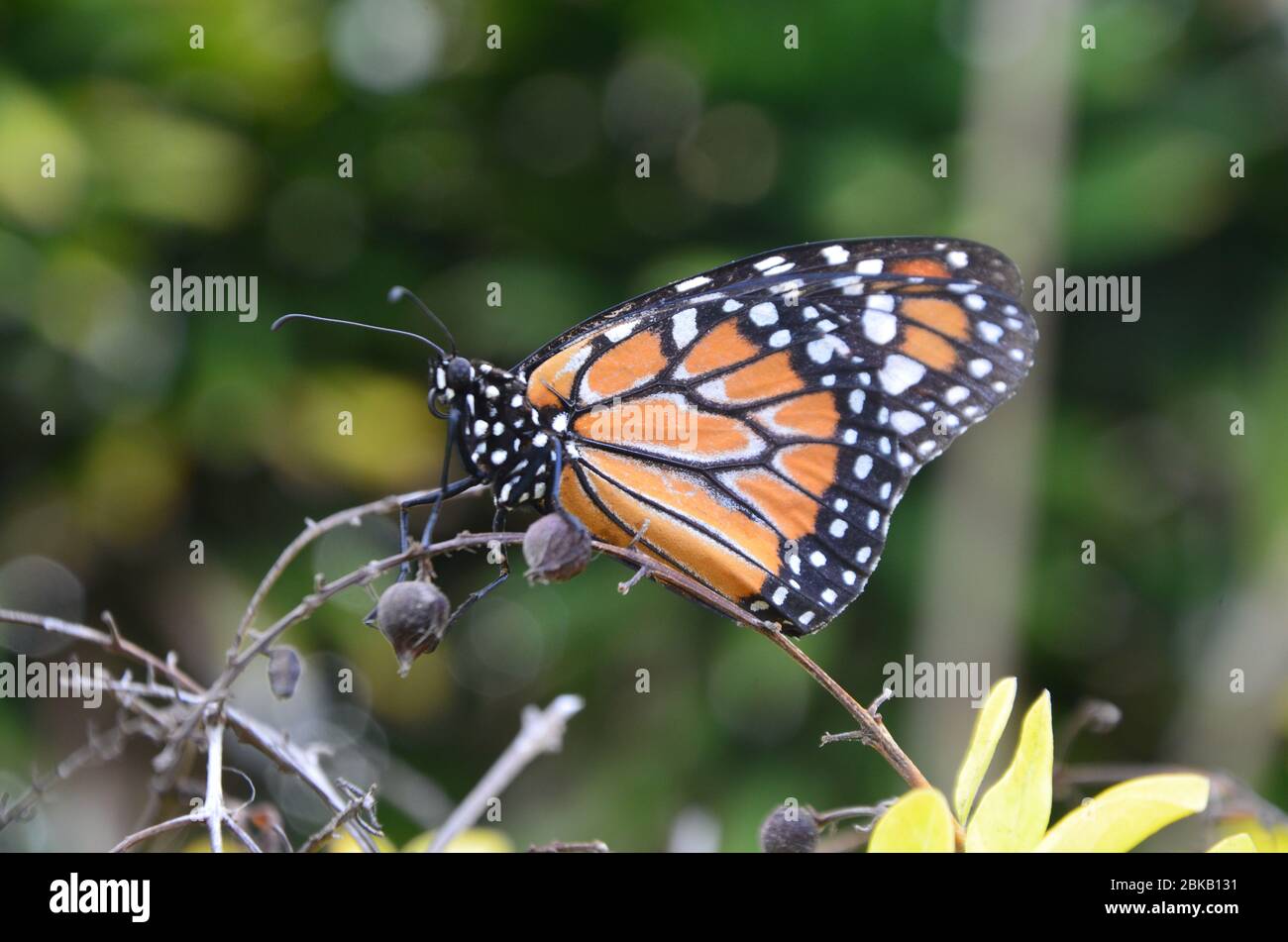Monarca de cerca hi-res stock photography and images - Alamy