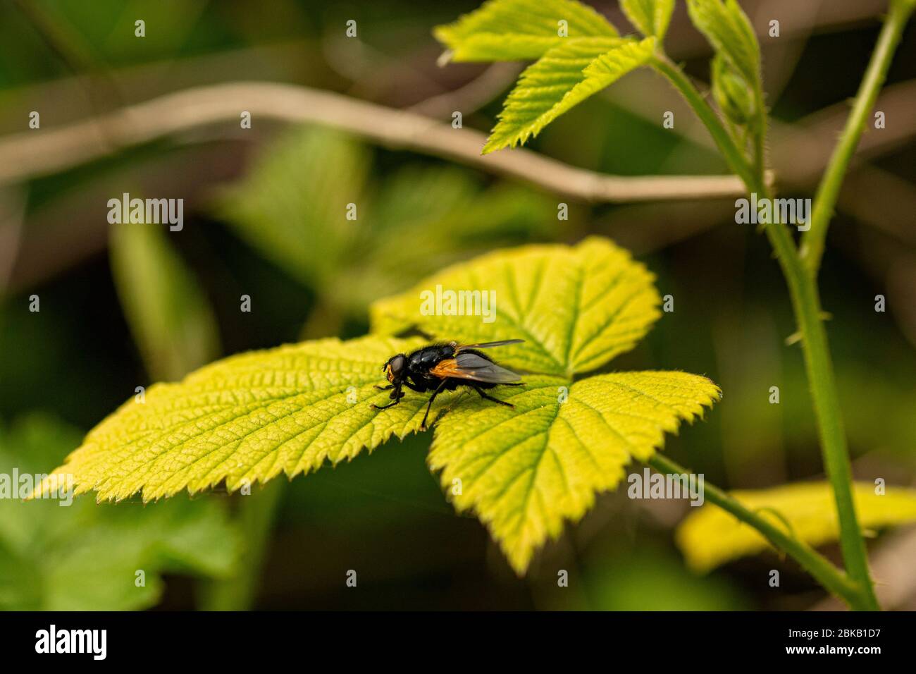 A Noon Fly (Mesembrina meridiana) pictured sun-bathing on vegetation in ...