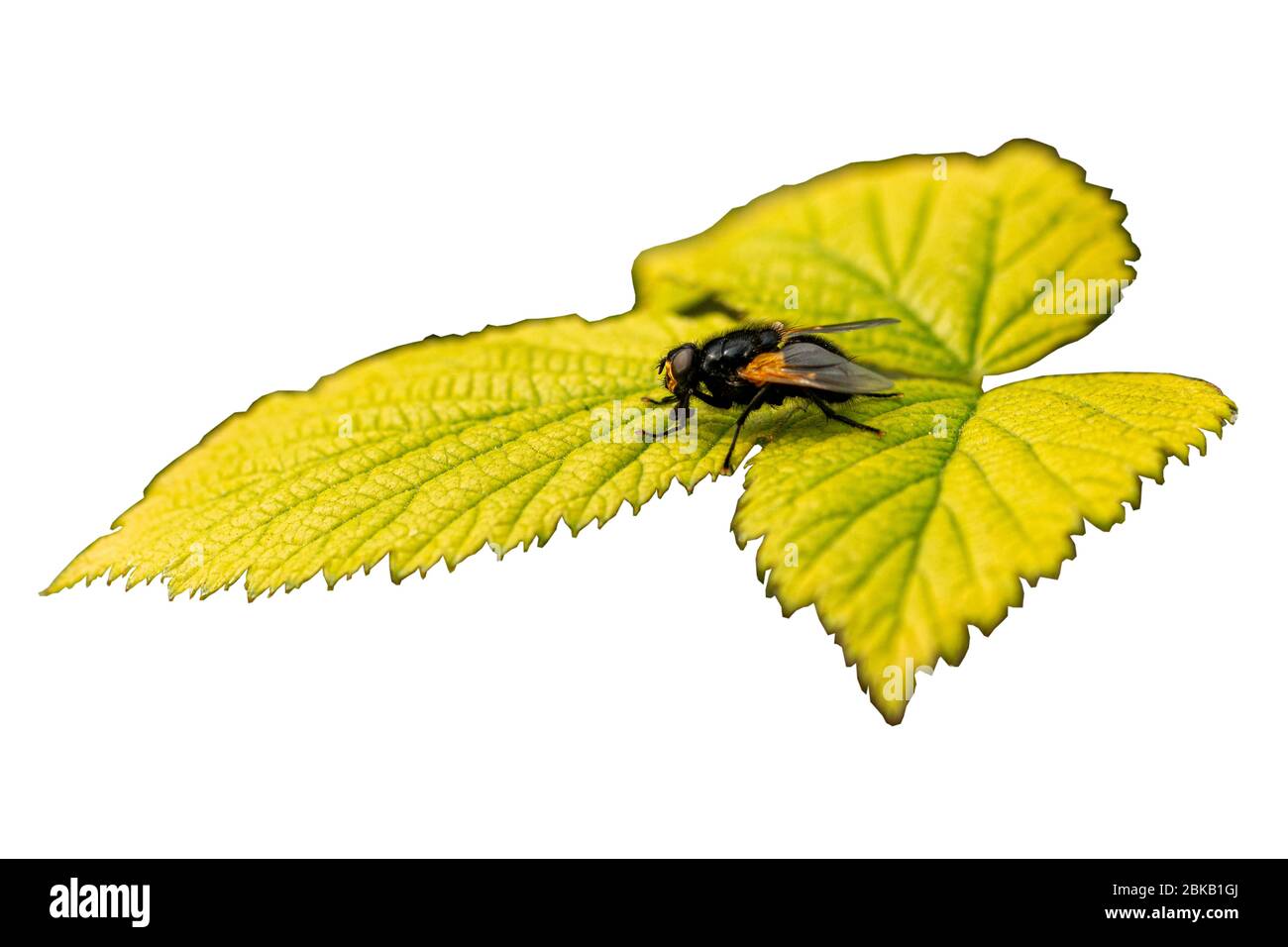 A Noon Fly (Mesembrina meridiana) pictured sun-bathing on vegetation in ...