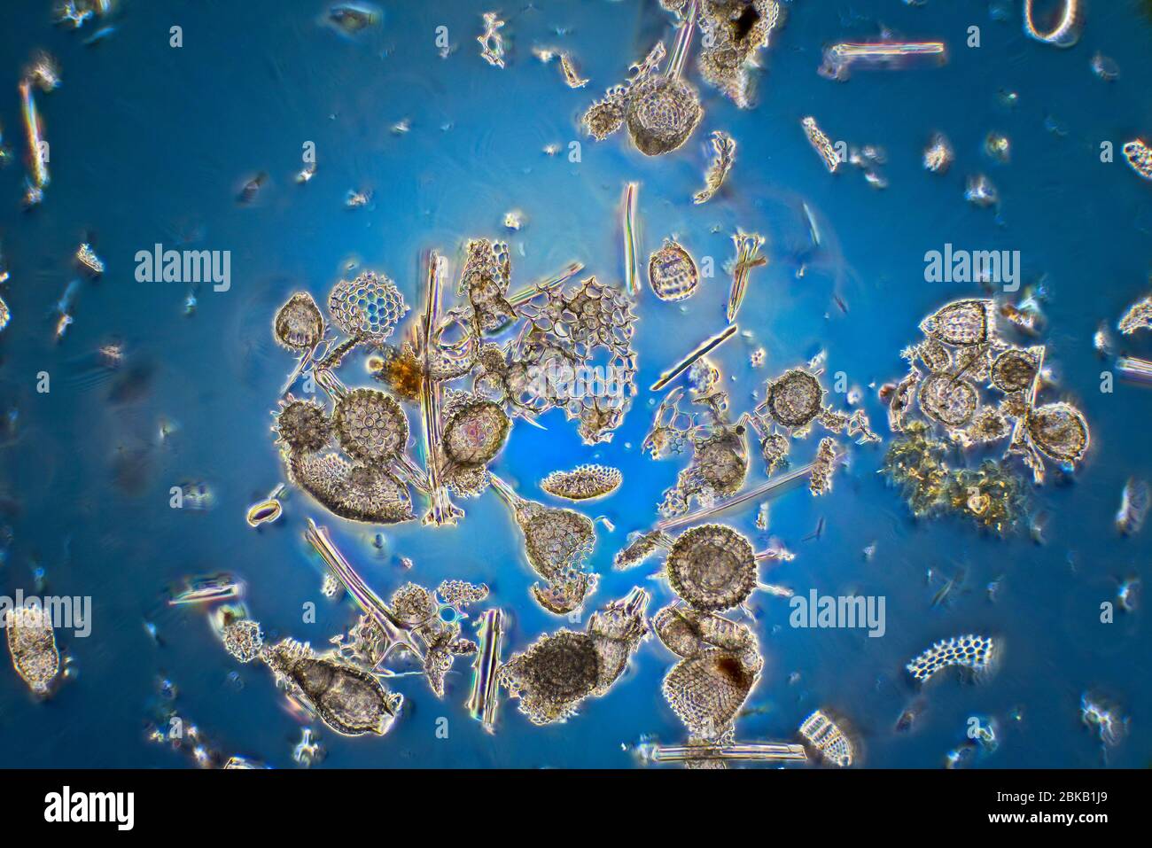 Radiolaria skeletons hi-res stock photography and images - Alamy