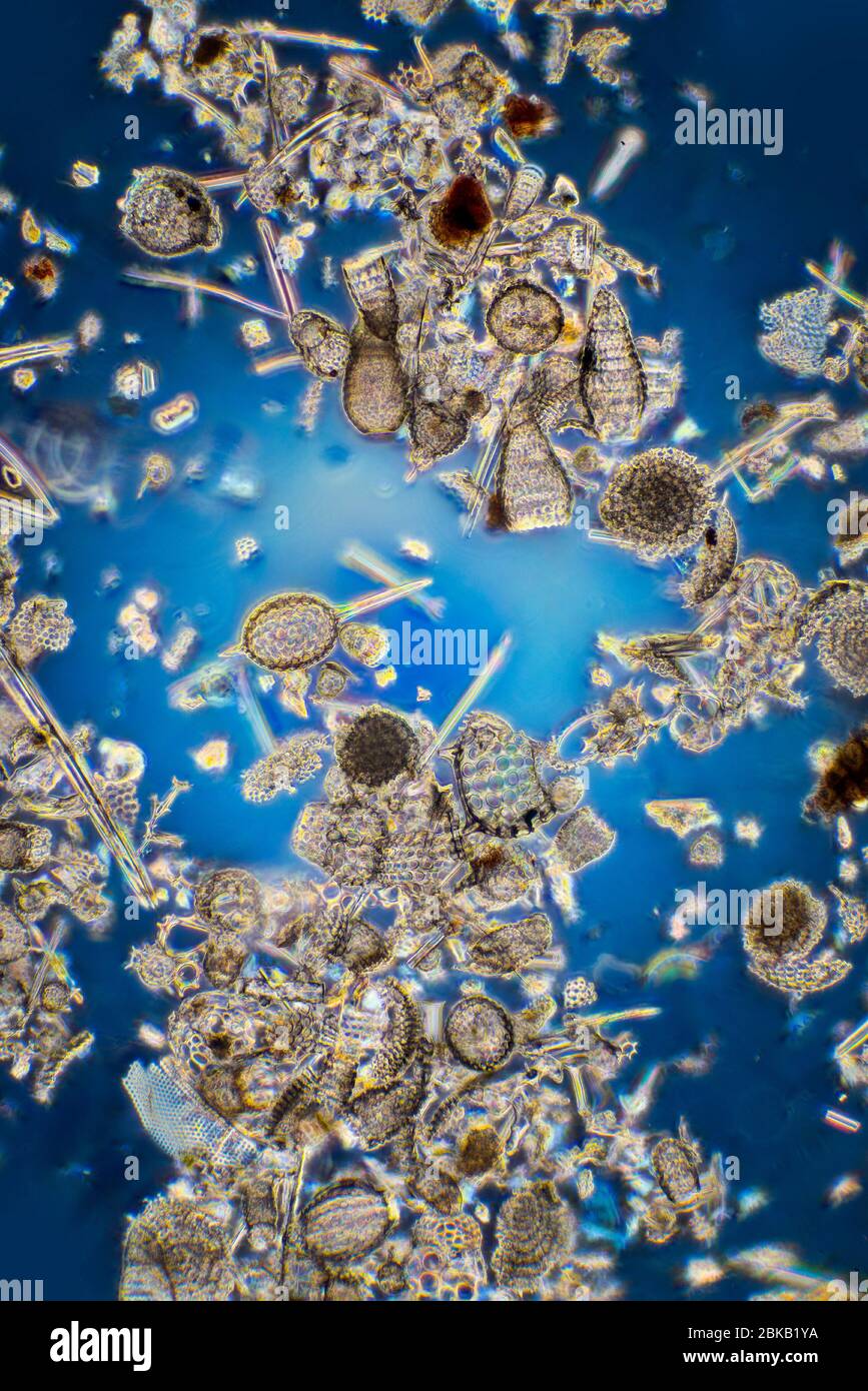 Radiolaria hi-res stock photography and images - Alamy