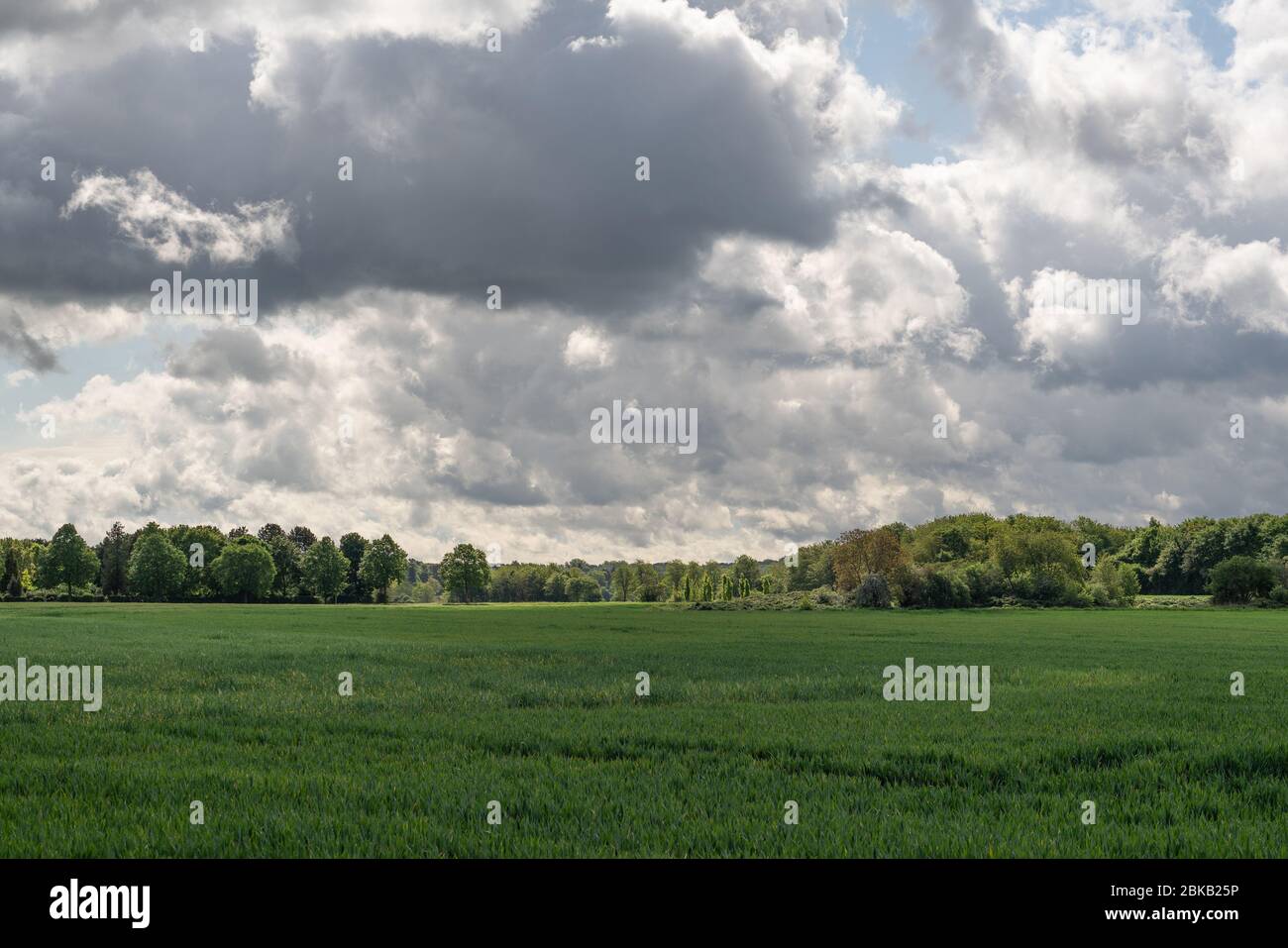 View over a wide rye field with dramatic sky Stock Photo - Alamy