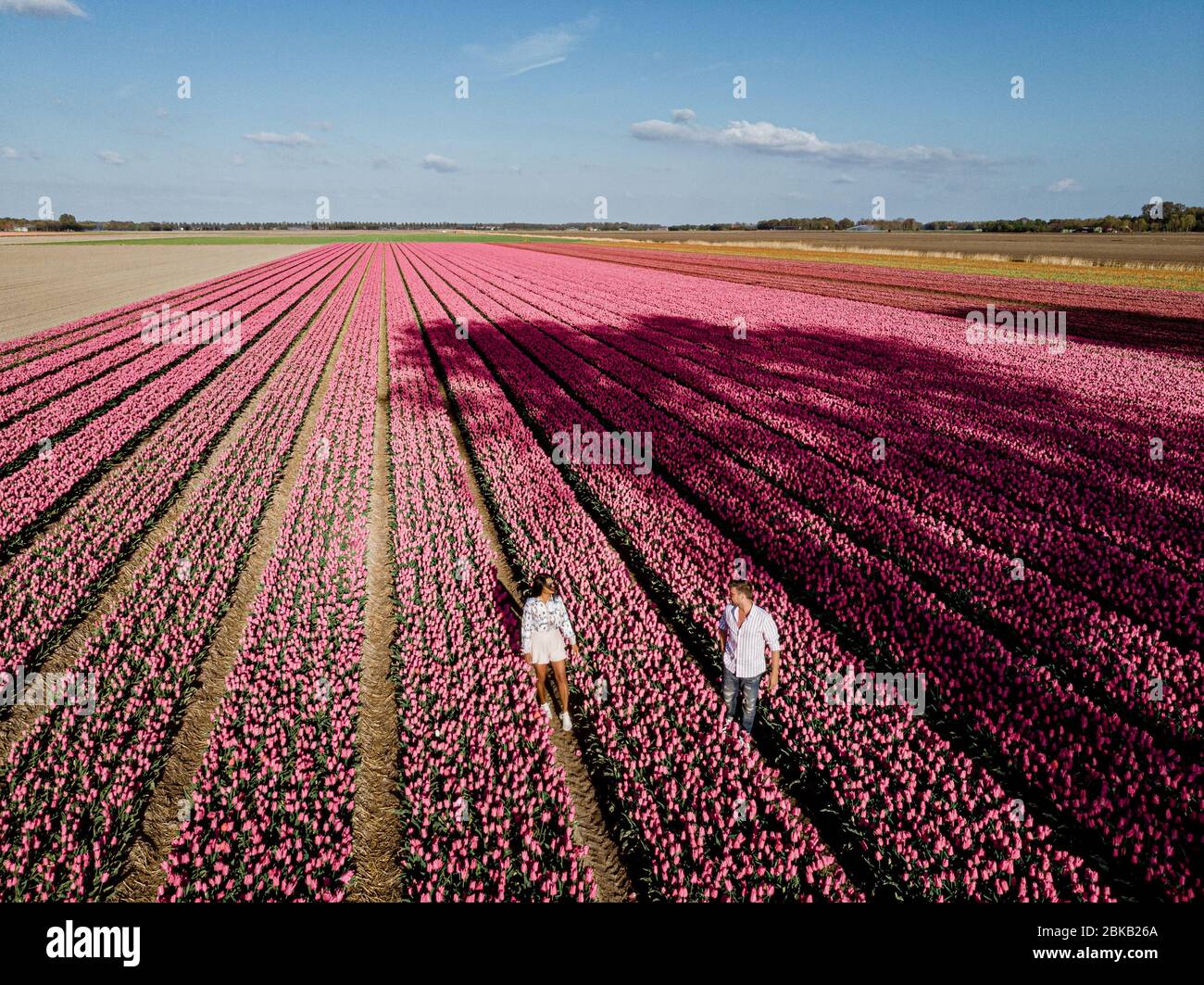 couple walking in flower field during Spring in the Netherlands, boy ...